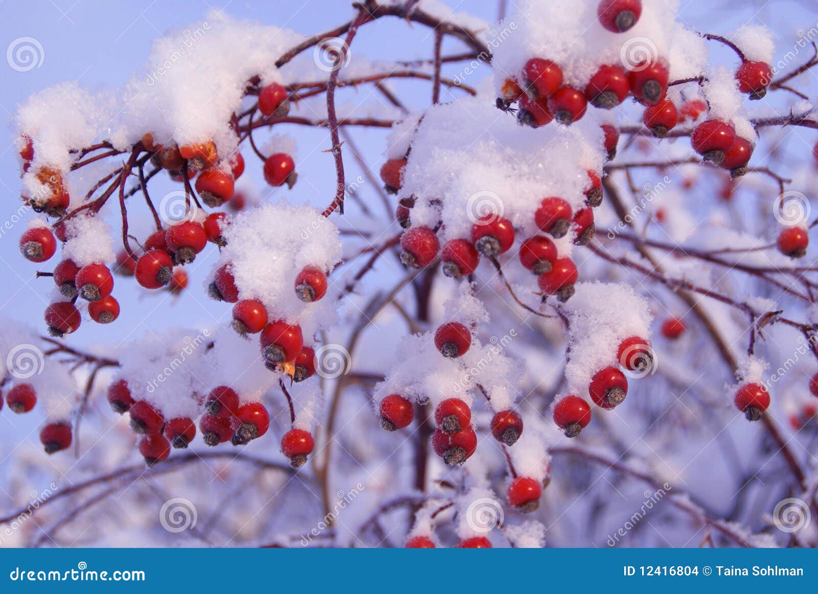 Red Berries Under Snow stock photo. Image of branch, finland - 12416804