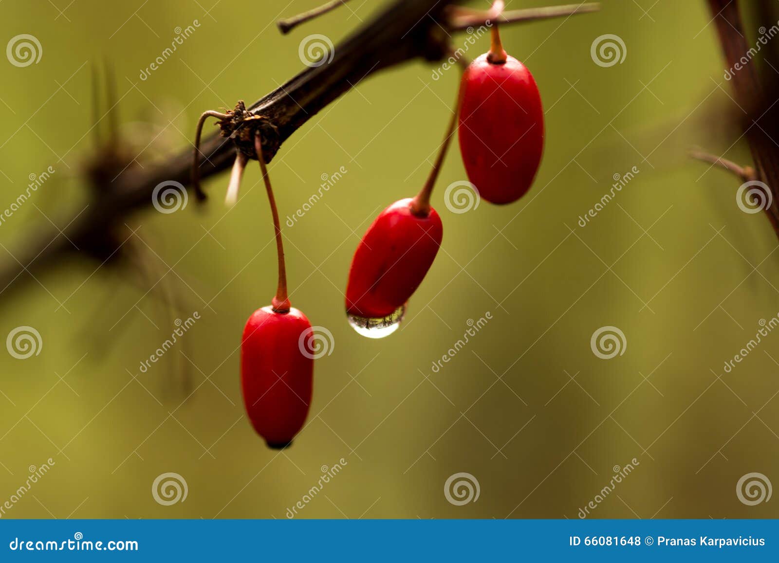 3 red berries stock photo. Image of waterdrops, macro - 66081648
