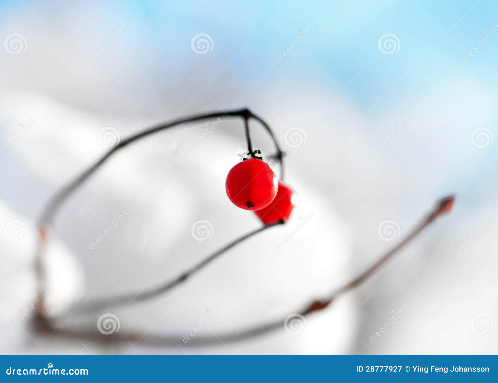Red berries in winter stock image. Image of frost, beauty - 28777927