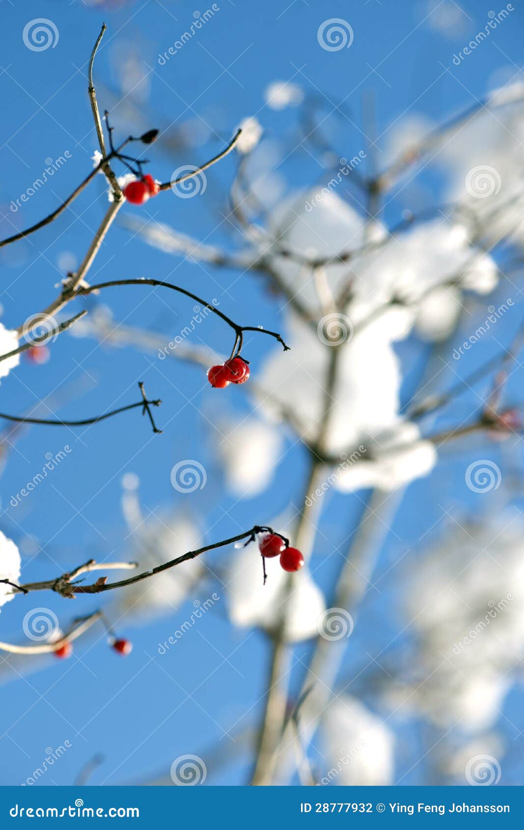 Red berries in winter stock photo. Image of season, berry - 28777932