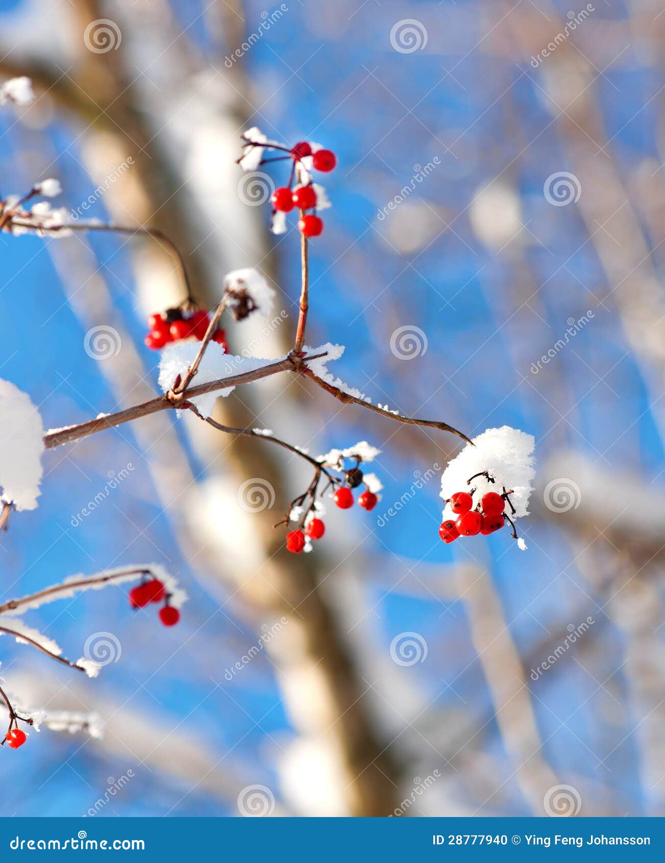 Red berries in winter stock photo. Image of winter, beautiful - 28777940