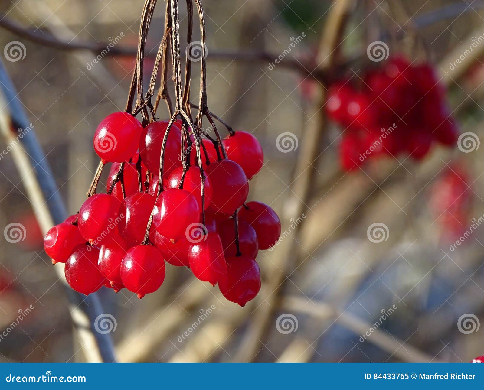 Red berries in winter stock image. Image of nature, outdoors - 84433765