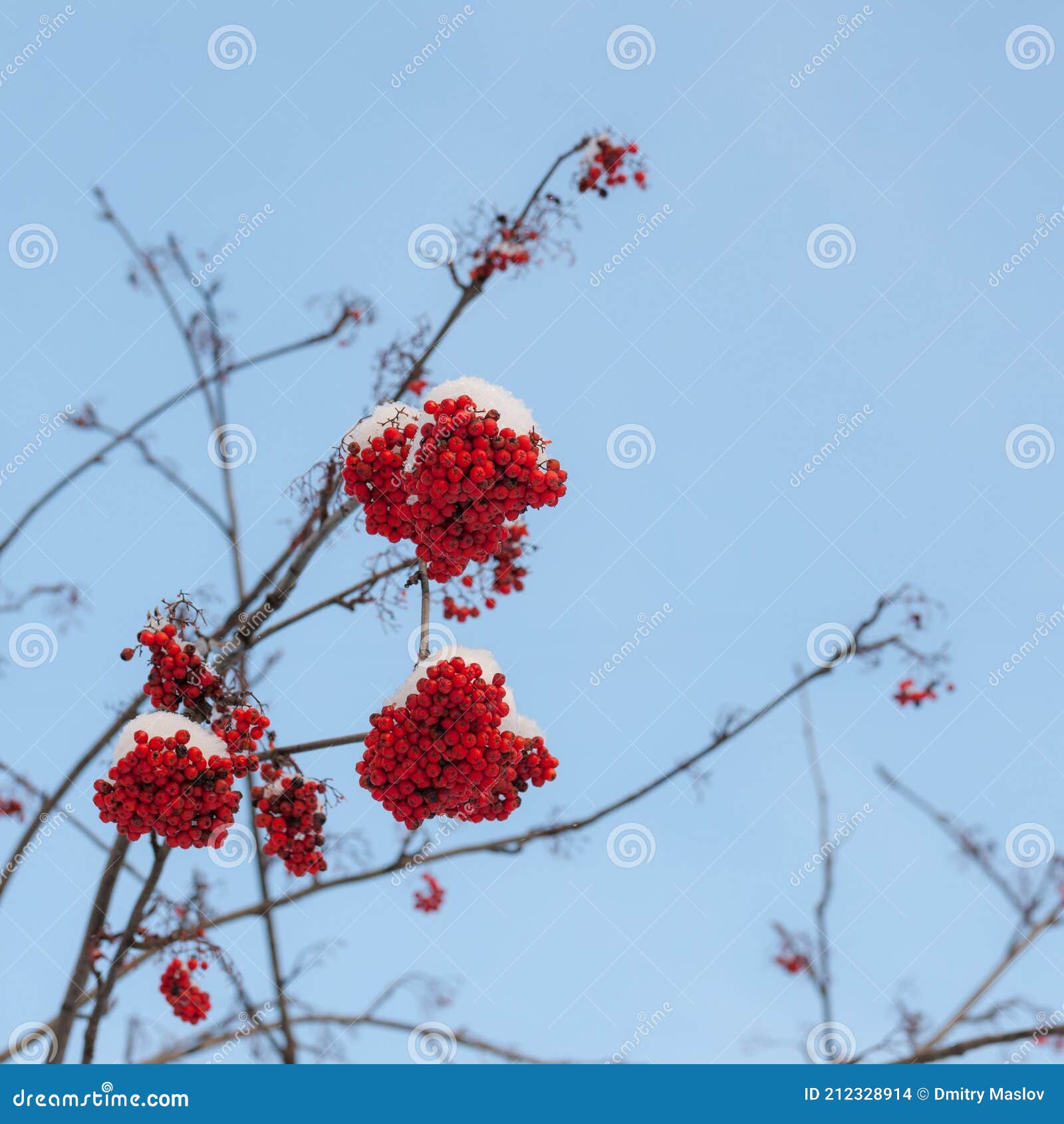 Red berries in winter stock photo. Image of blue, frost - 212328914