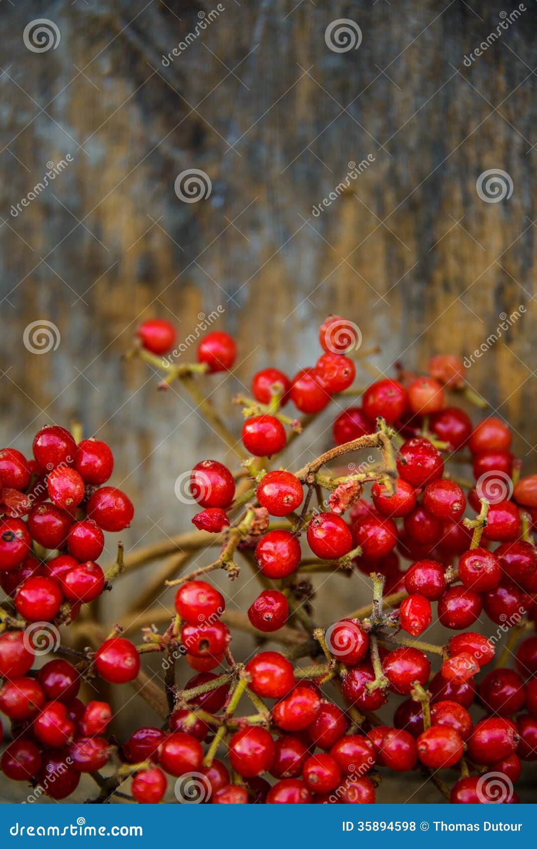 Red berries stock photo. Image of background, vertical - 35894598