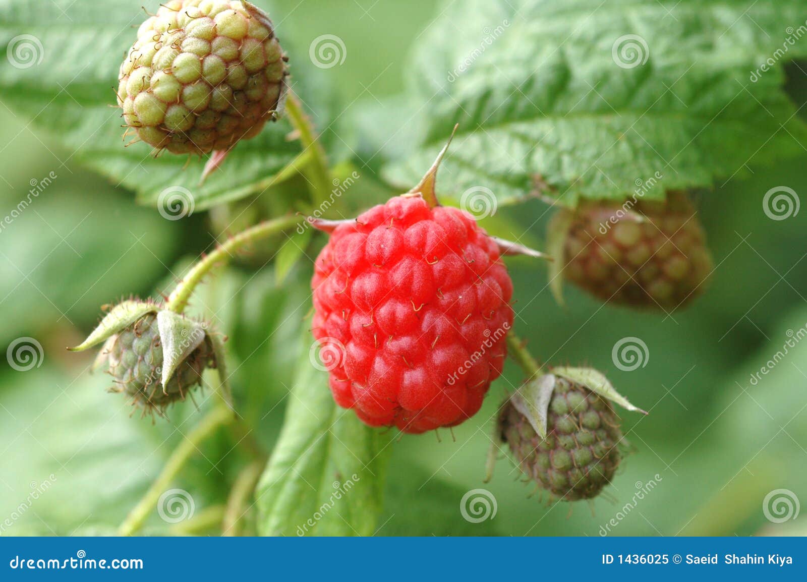 Red Berry stock image. Image of alluring, mellow, bramble - 1436025
