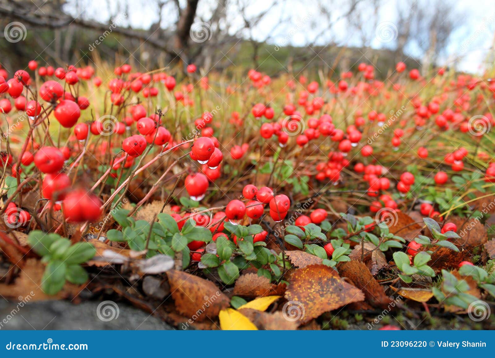 Red berry stock photo. Image of drop, colorful, mountain - 23096220