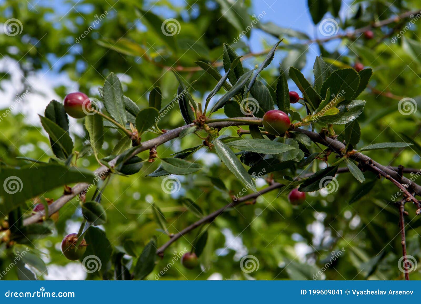 Red Berry on a Branch in the Garden Stock Image - Image of closeup ...
