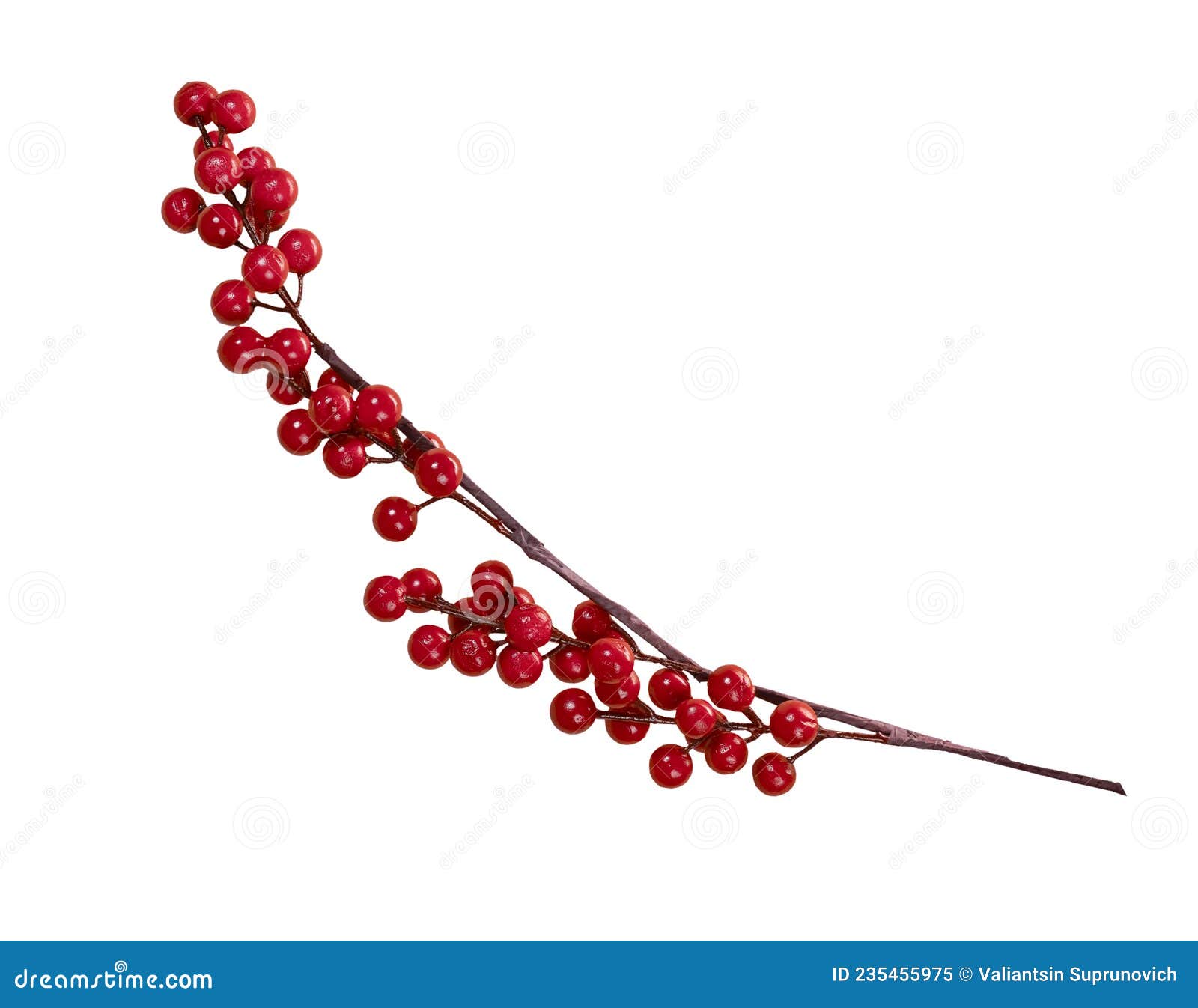Red Berry Branch Isolated on White Background. Christmas Design Element ...