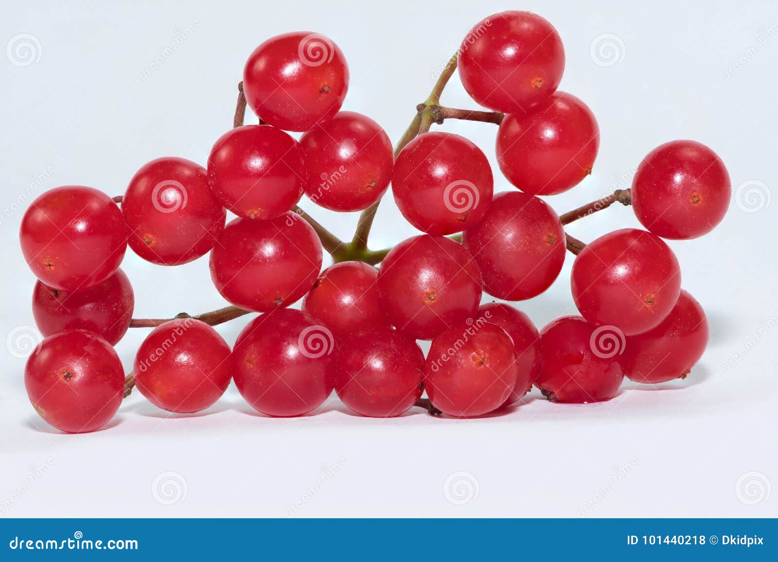Red berry stock photo. Image of autumn, antioxidant - 101440218