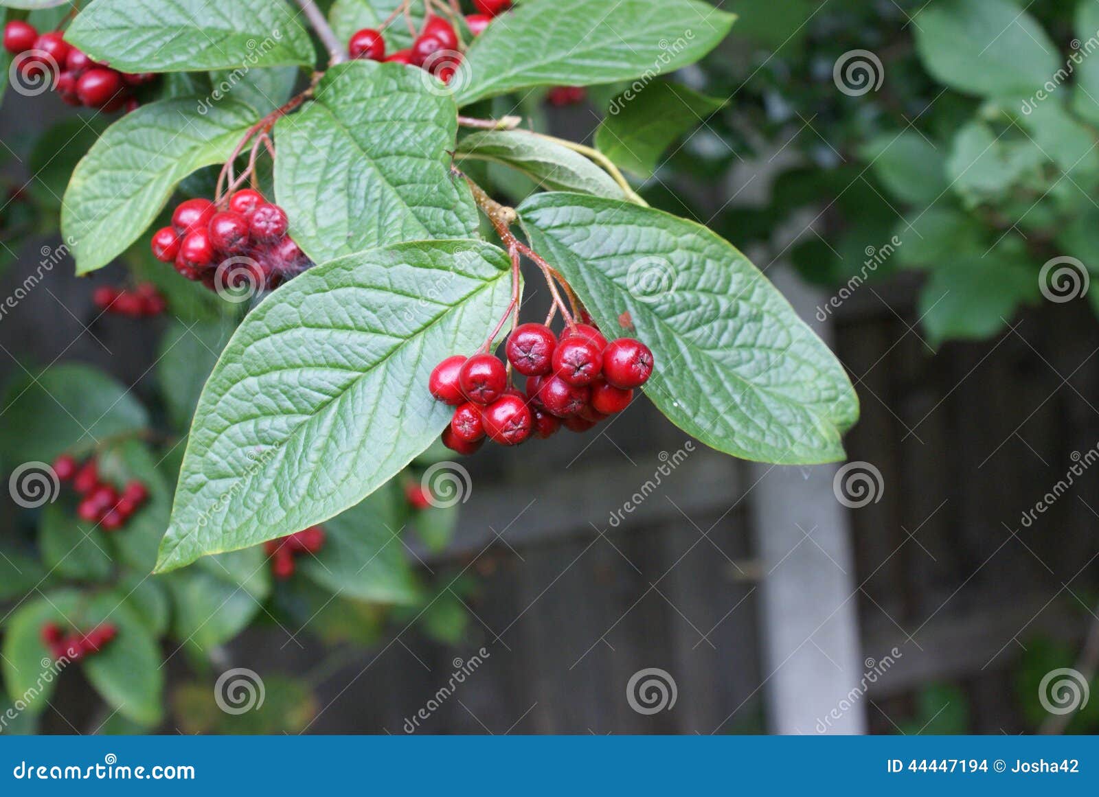 Red Berry Bush stock photo. Image of spider, leaf, beauty - 44447194