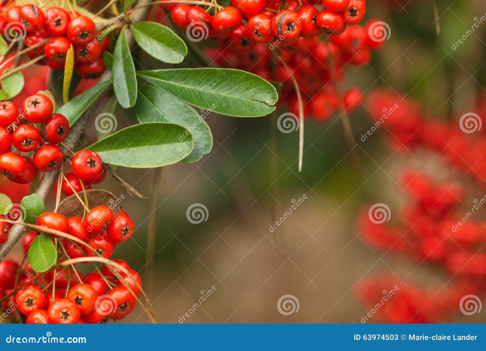 Red berry bush close up stock image. Image of perennial - 63974503