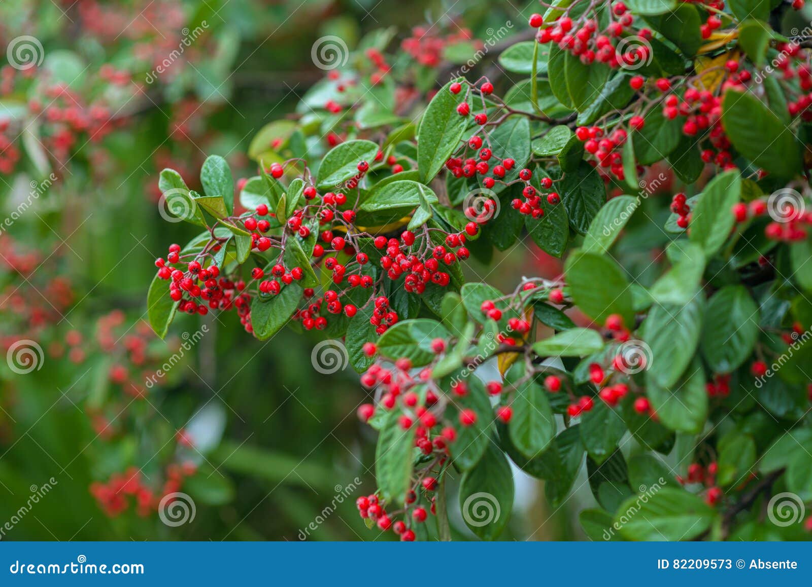Red berry bush stock image. Image of cotoneaster, green - 82209573