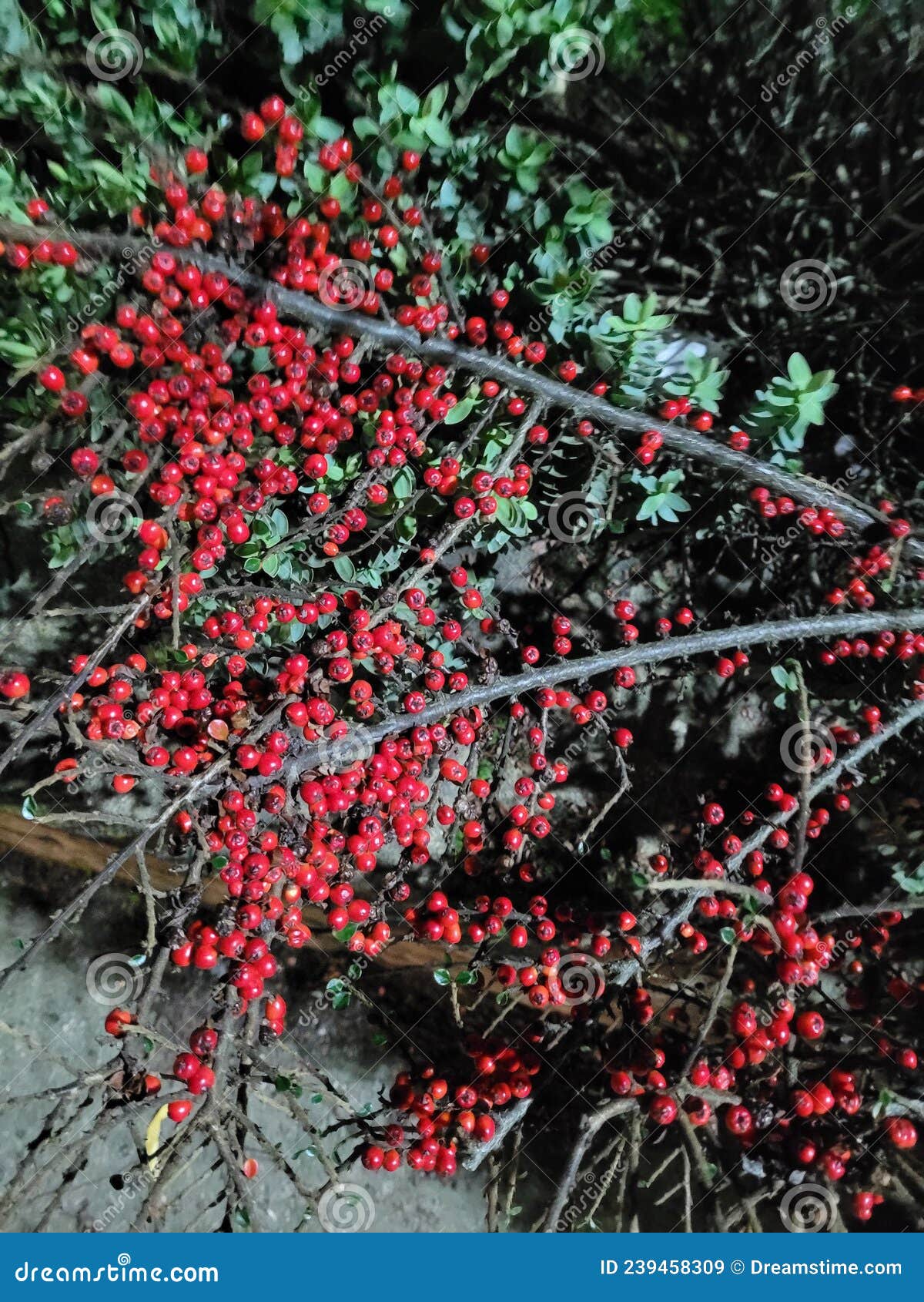 Red berry Bush 4 stock image. Image of flower, produce - 239458309