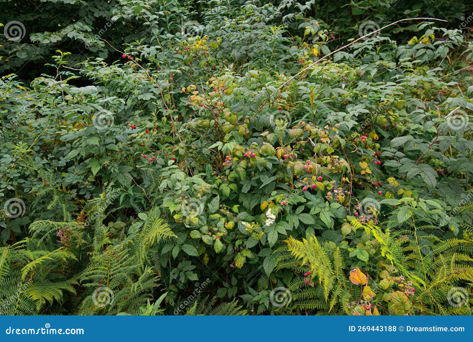 Red Berry Bushes in a Clearing.. Stock Photo - Image of garden, plant ...