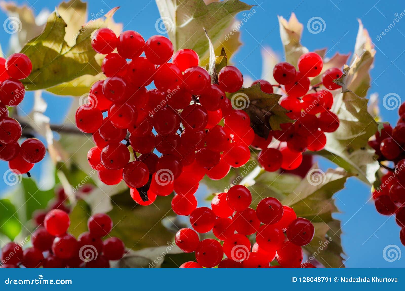 Red berry close up stock image. Image of fall, crop - 128048791