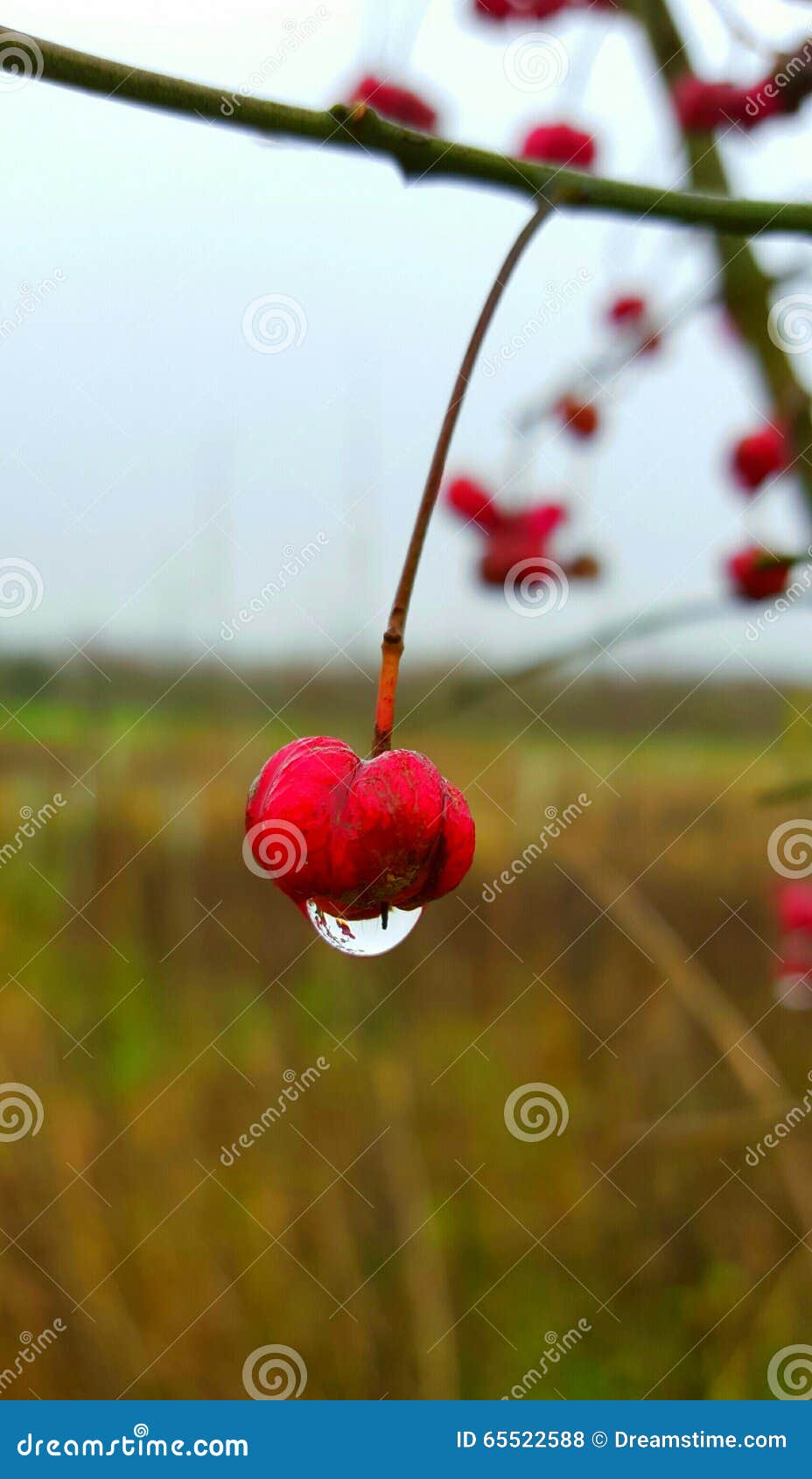 Red berry drop stock photo. Image of drop, nature, plants - 65522588