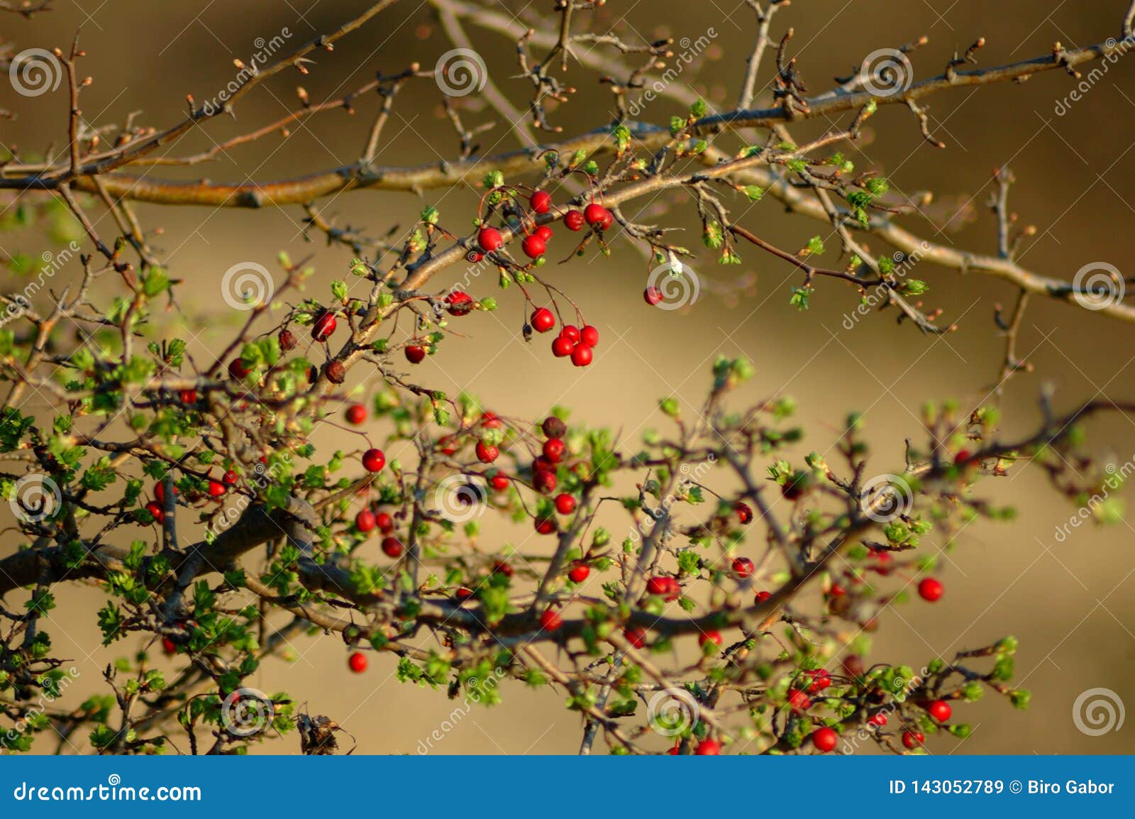 Red berry in the forest stock illustration. Illustration of blue ...