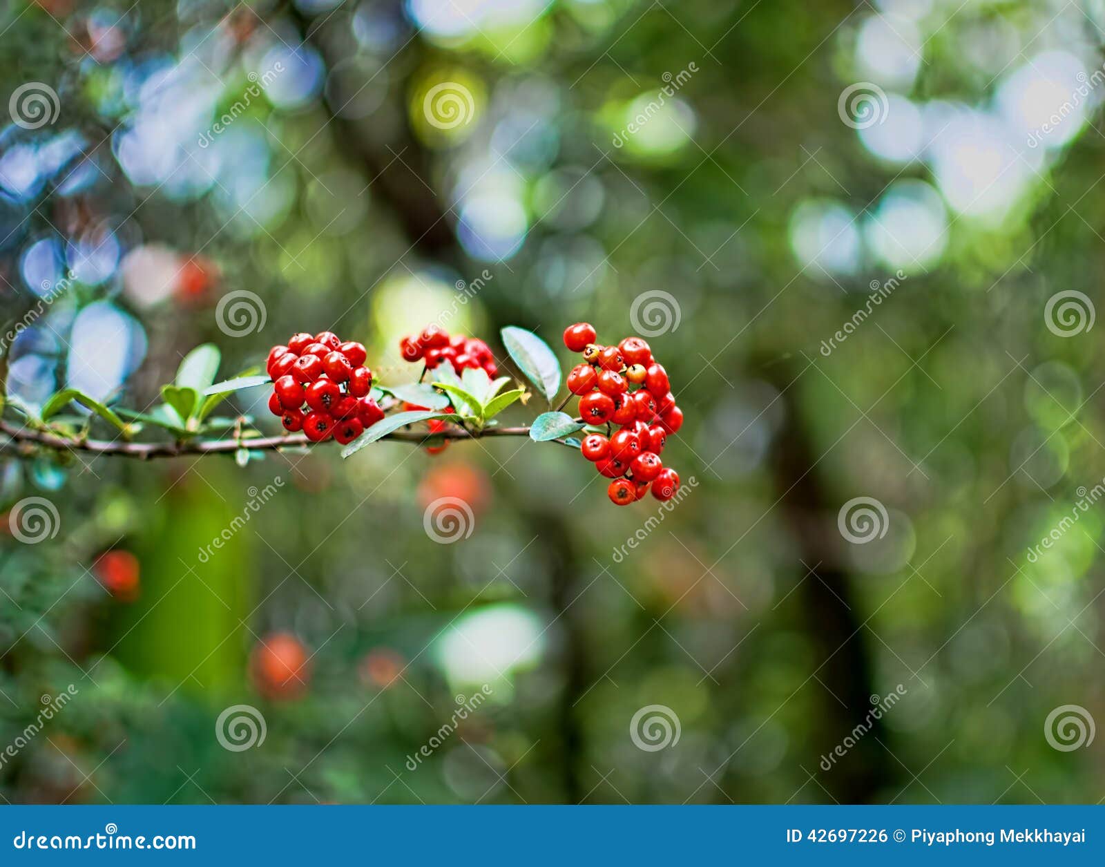 Red berry stock photo. Image of fresh, natural, organic - 42697226