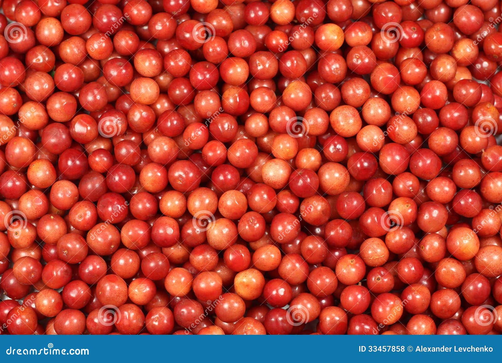 Red berry stock photo. Image of ripe, natural, nature - 33457858