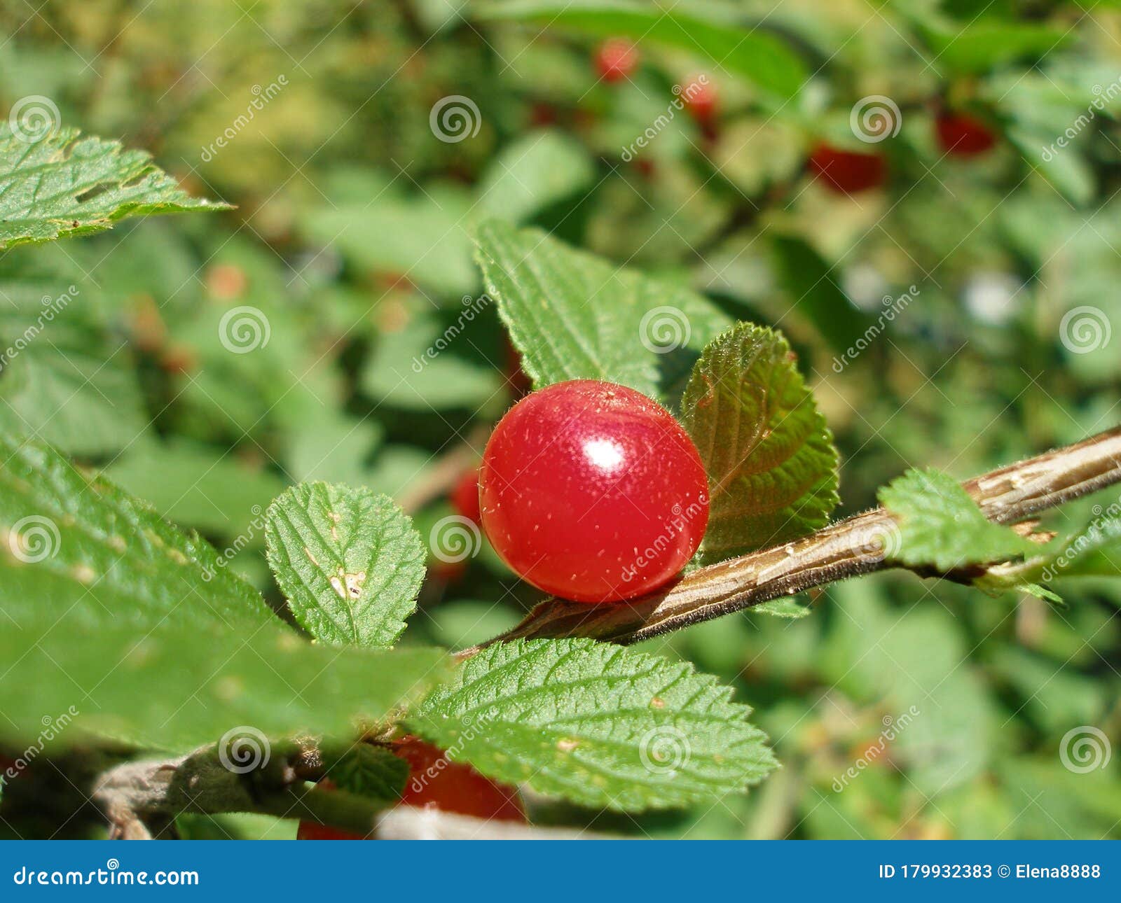 Red Berry of Garden Sour Cherry Stock Image - Image of garden, berry ...