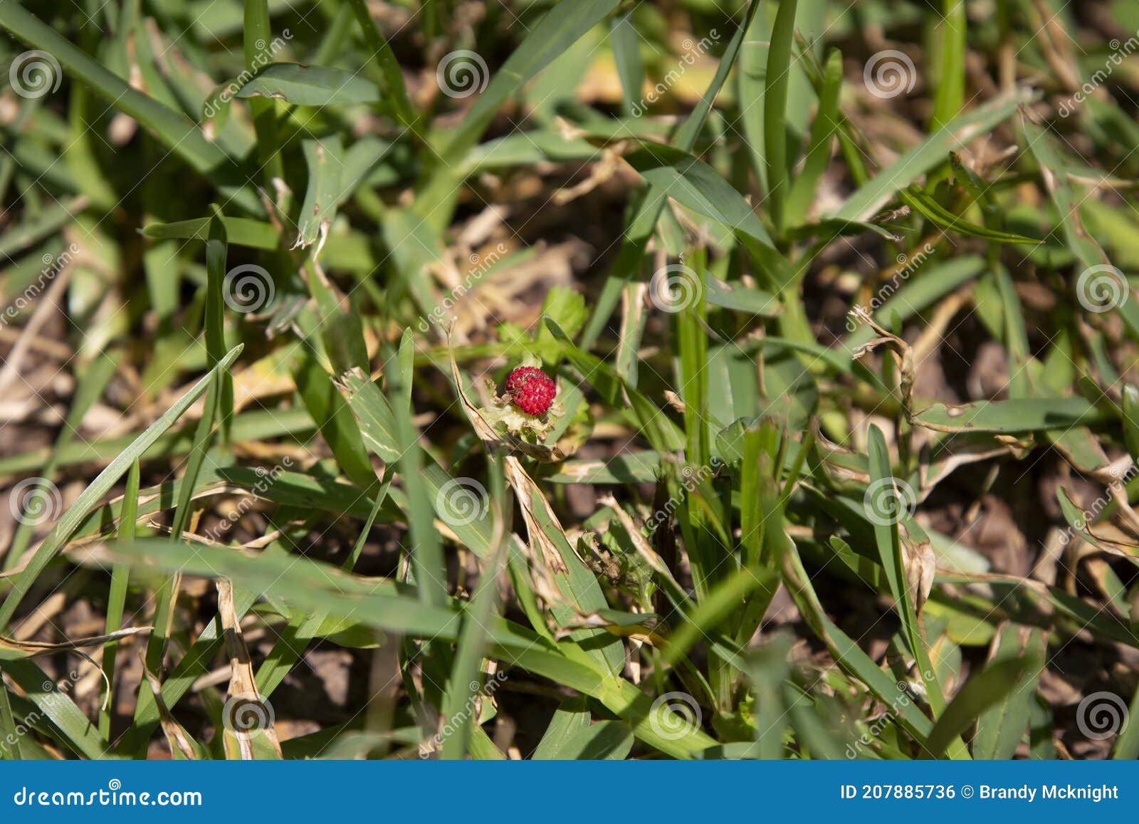 Red Berry in Grass stock photo. Image of horizontal - 207885736