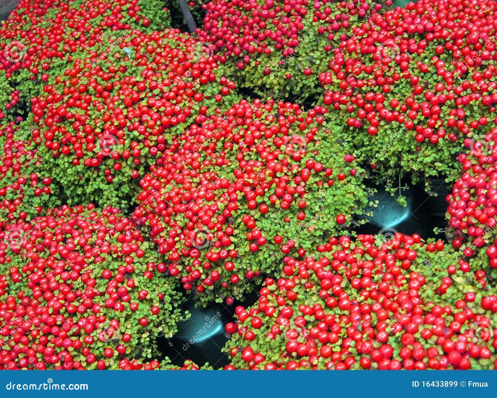 Red Berry Heap with Green Leafs, Nature, Stock Image - Image of berry ...