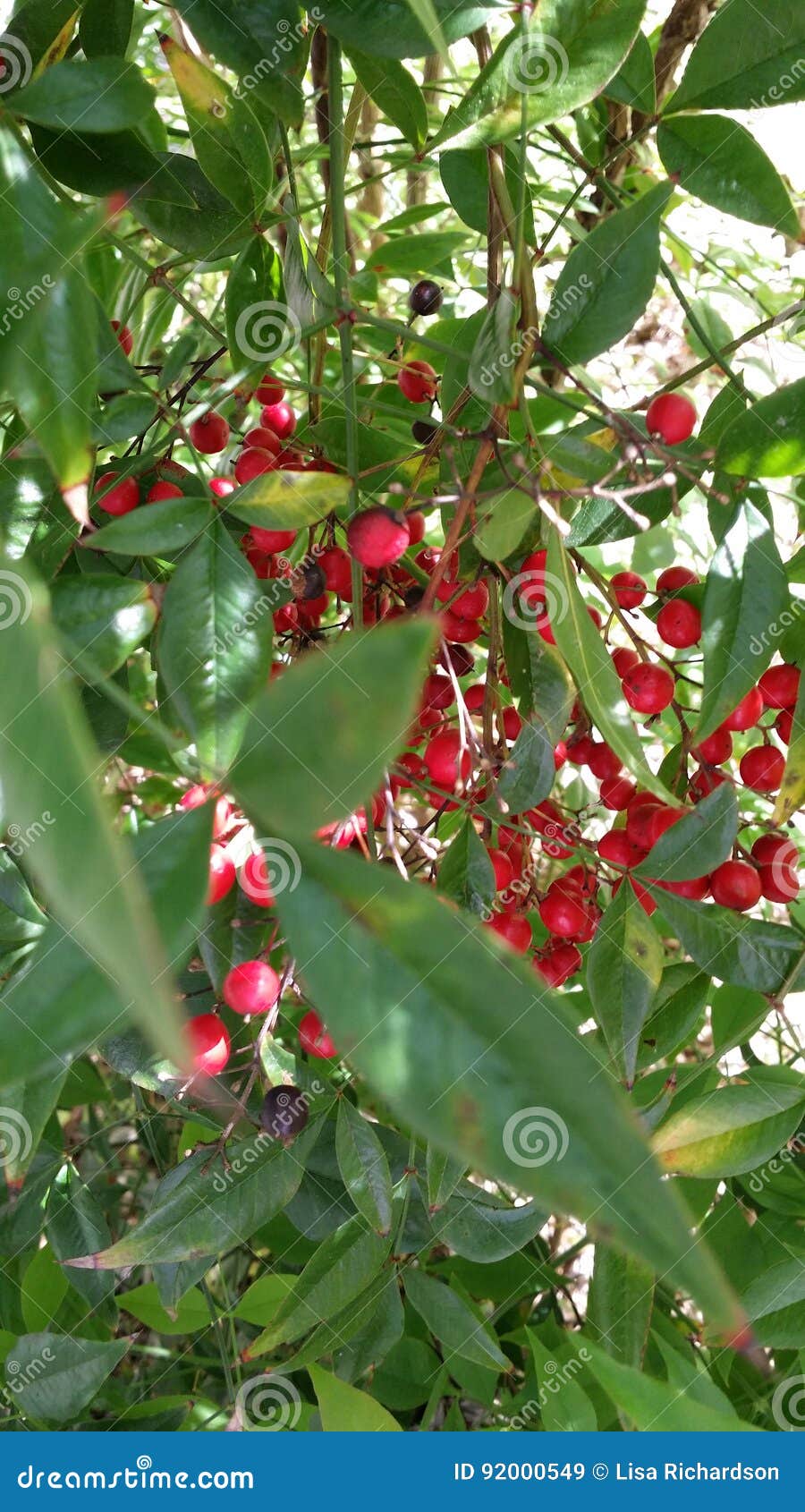 Red Berry stock image. Image of plant, flower, berry - 92000549