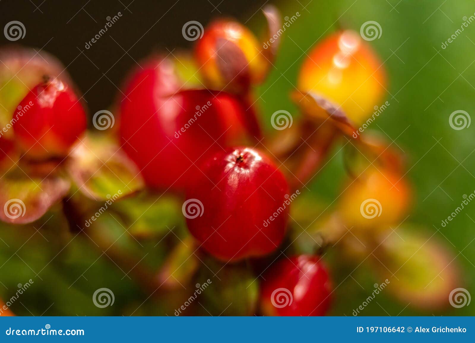 Red Berry Hypericum with Green Leaves in Bouquet Stock Photo - Image of ...