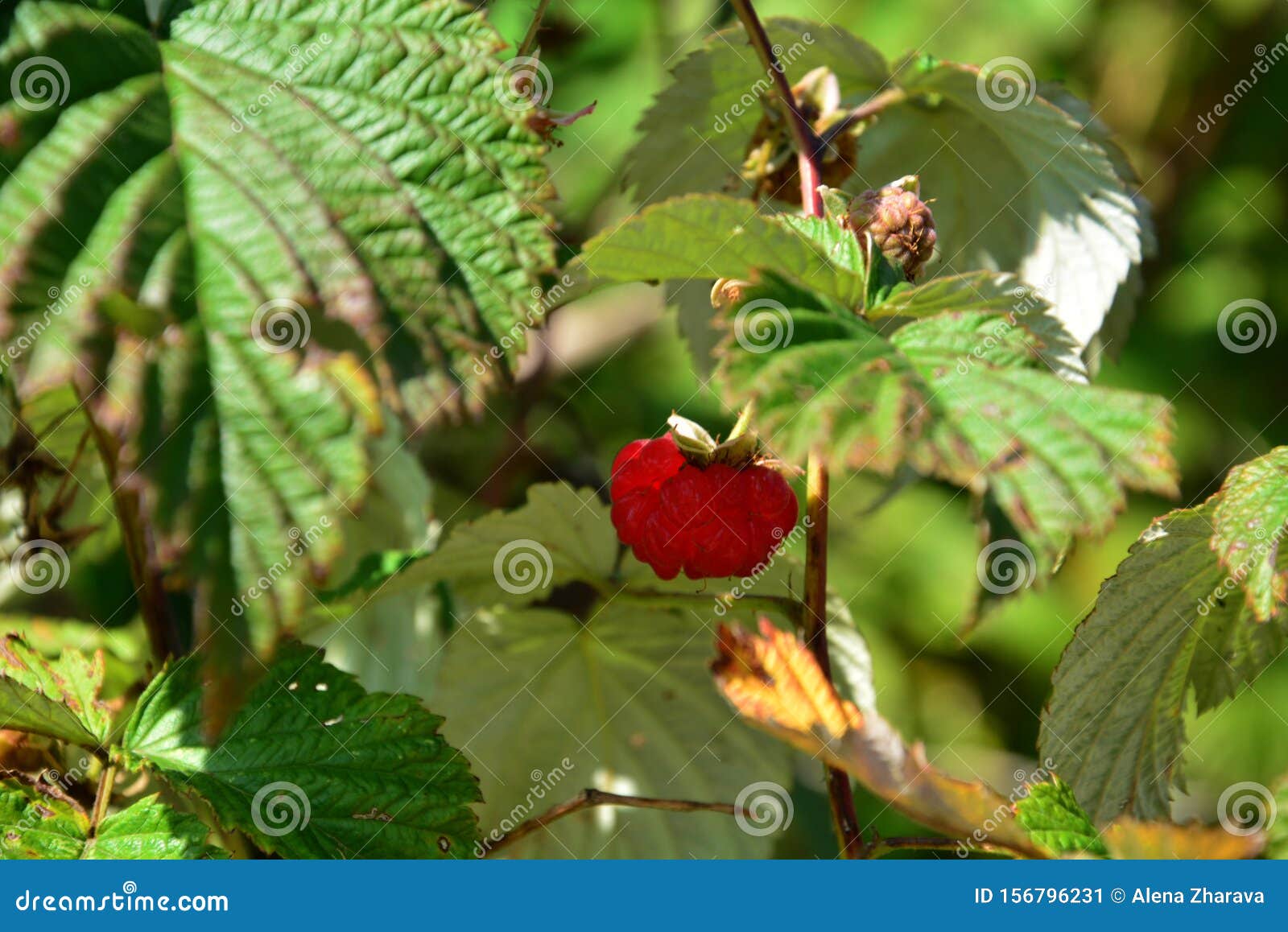 Berry Raspberries on a Bush Stock Image - Image of natural, bush: 156796231