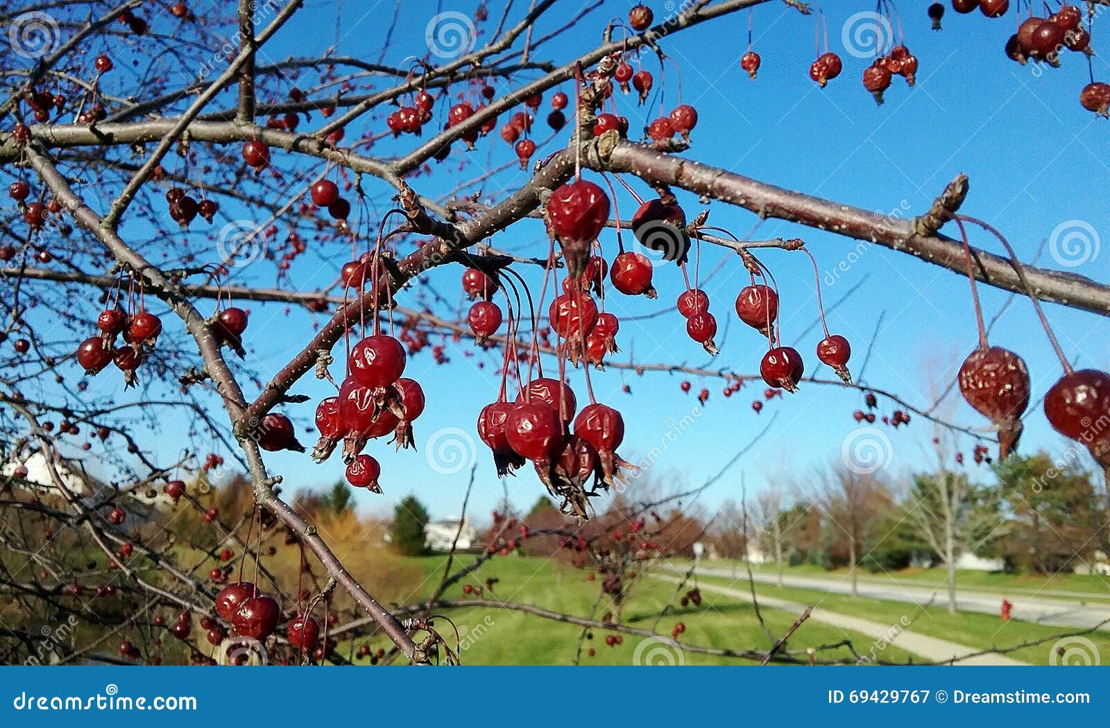 Red berry seeds stock image. Image of season, fall, color - 69429767