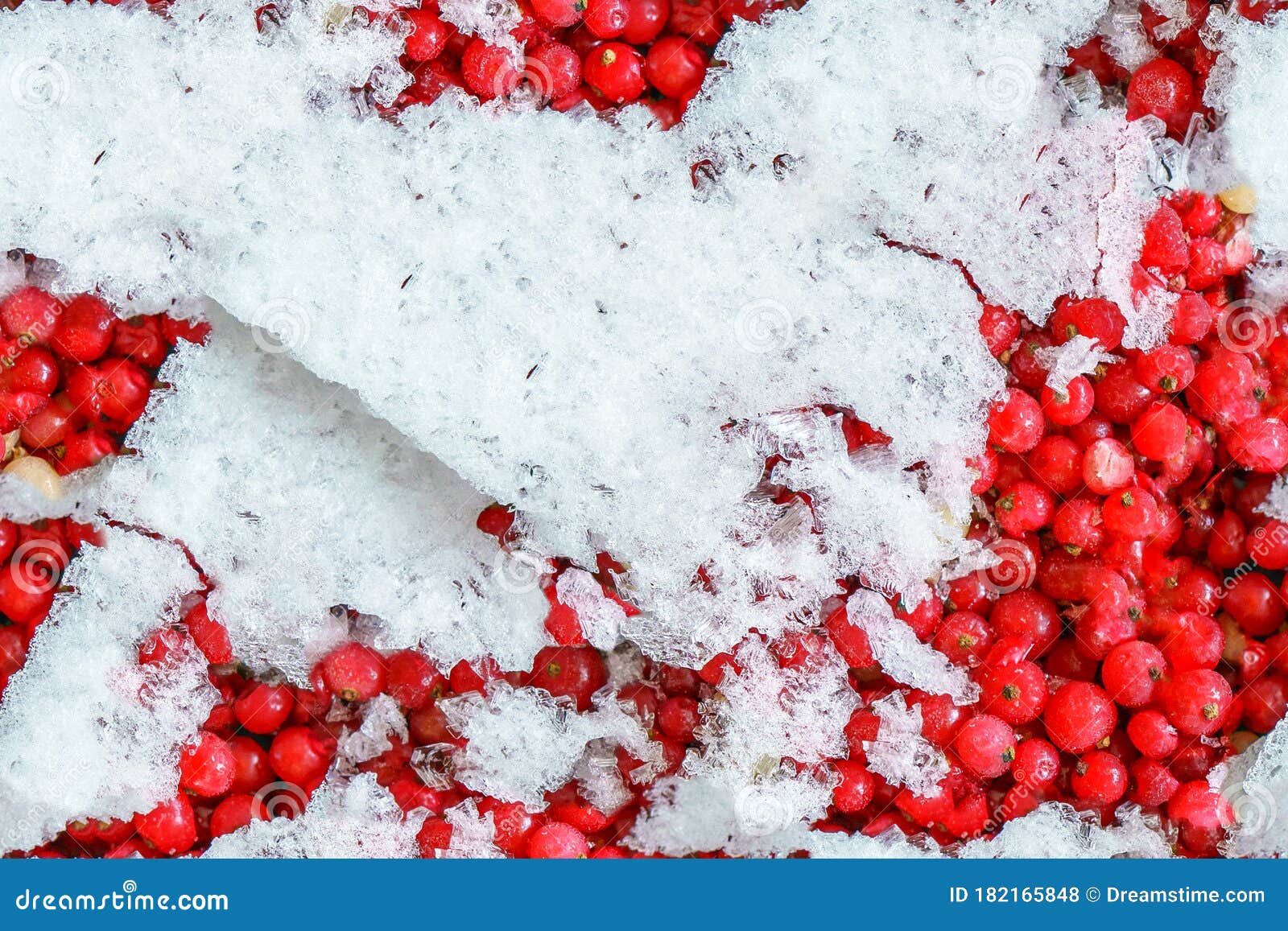 Red Berry on a Snow-ice Surface, Seamless Texture Stock Photo - Image ...