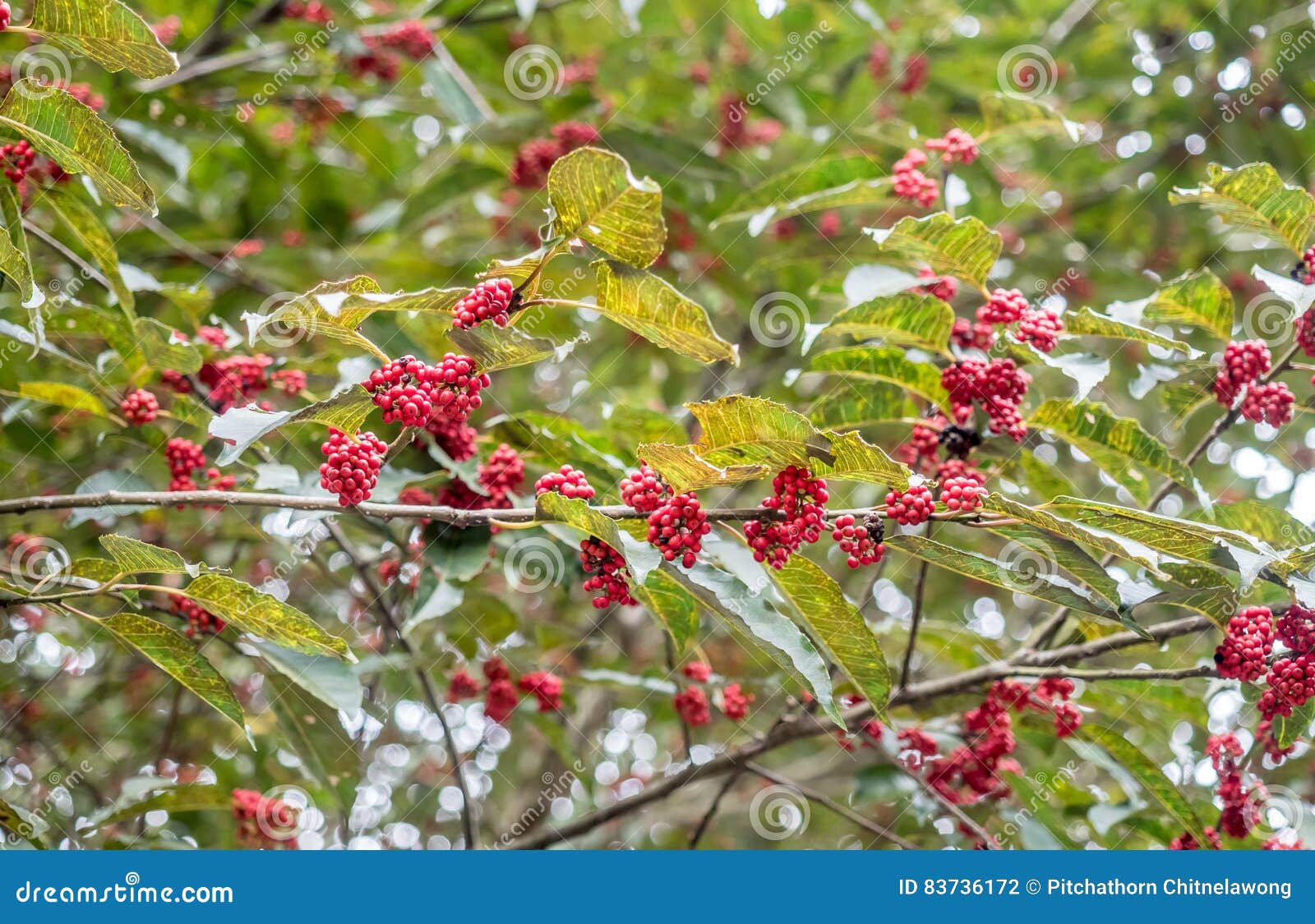 Red berry on tree stock photo. Image of bunch, sour, cluster - 83736172