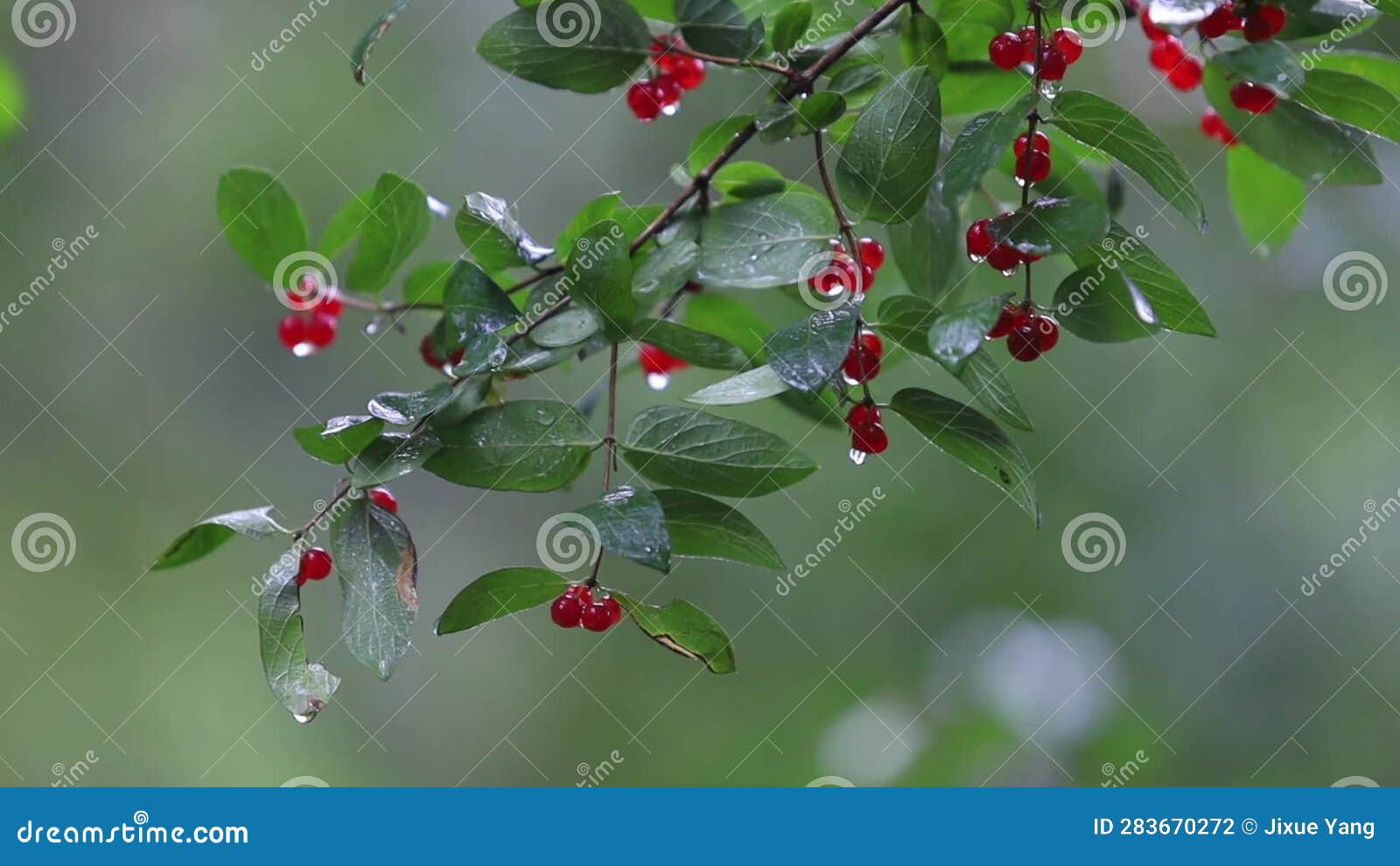 Red Berry tree in rain stock footage. Video of branch - 283670272