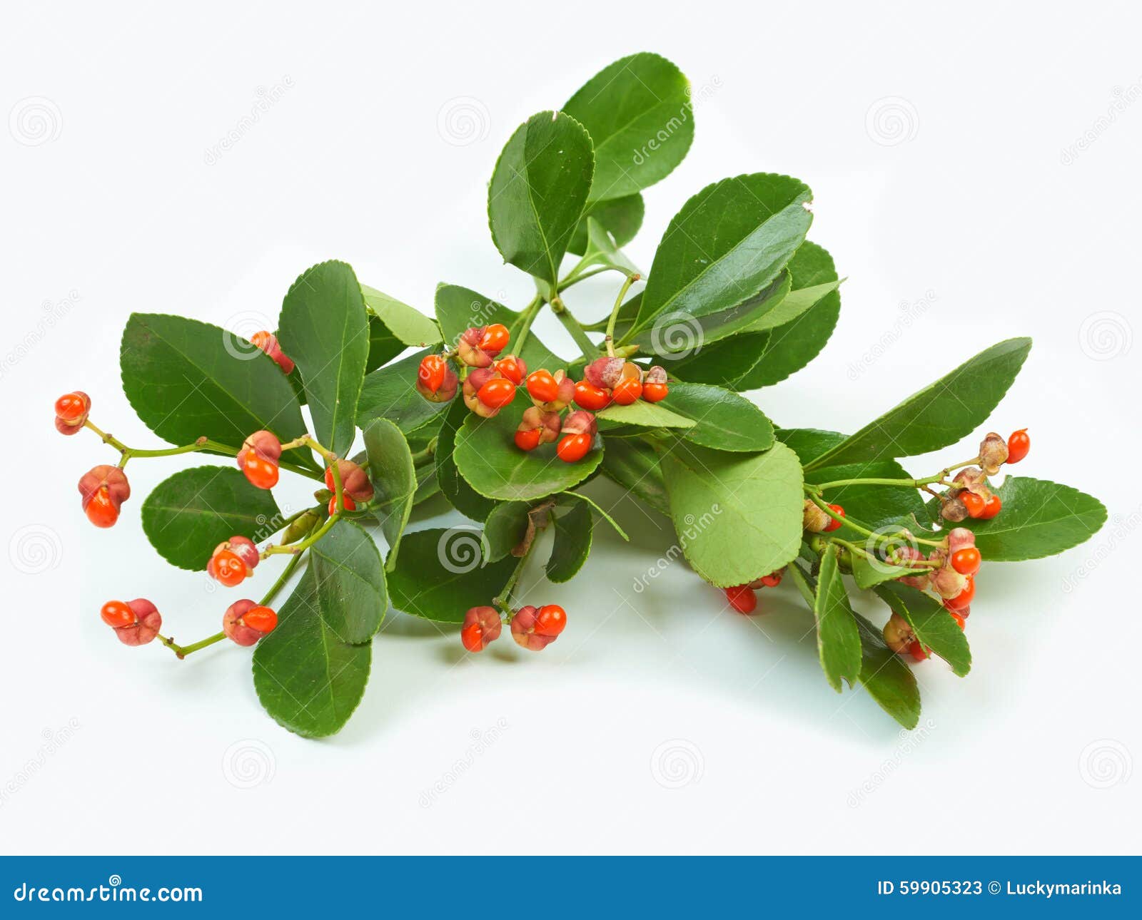 Red Berry on White Background Stock Image - Image of cluster, bush ...
