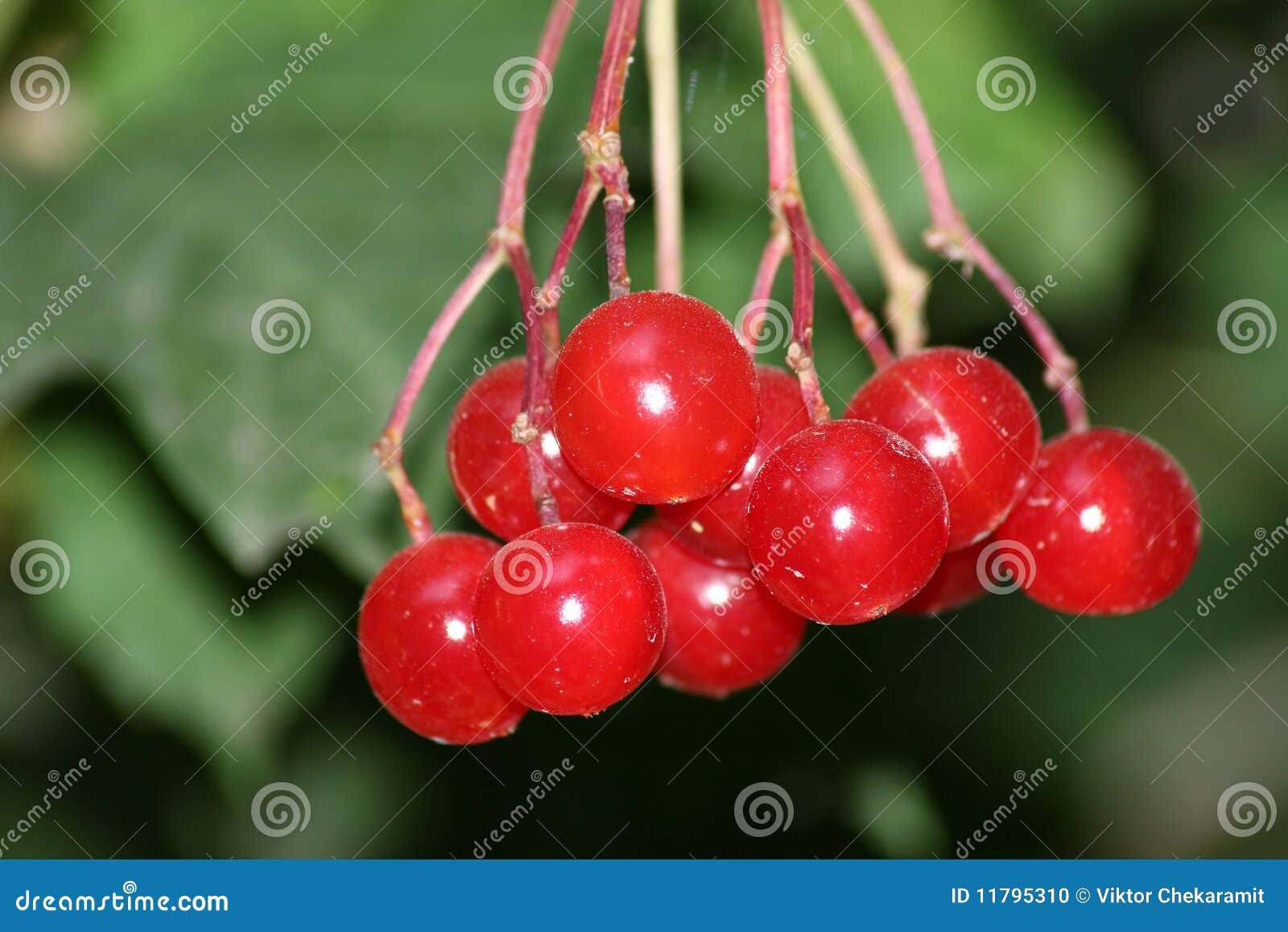 Red berrys stock photo. Image of background, guelder - 11795310
