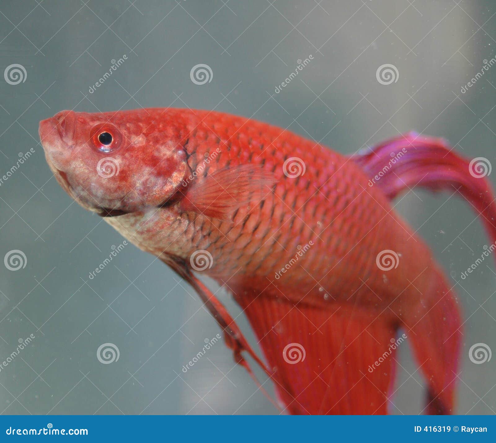 Red Beta Fish stock image. Image of gills, fish, tank, cold - 416319