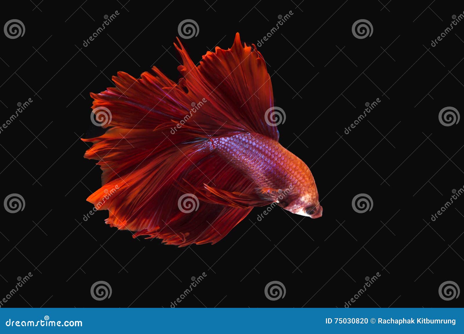 Red Beta Fish on Black Background Stock Photo - Image of asian, beta ...