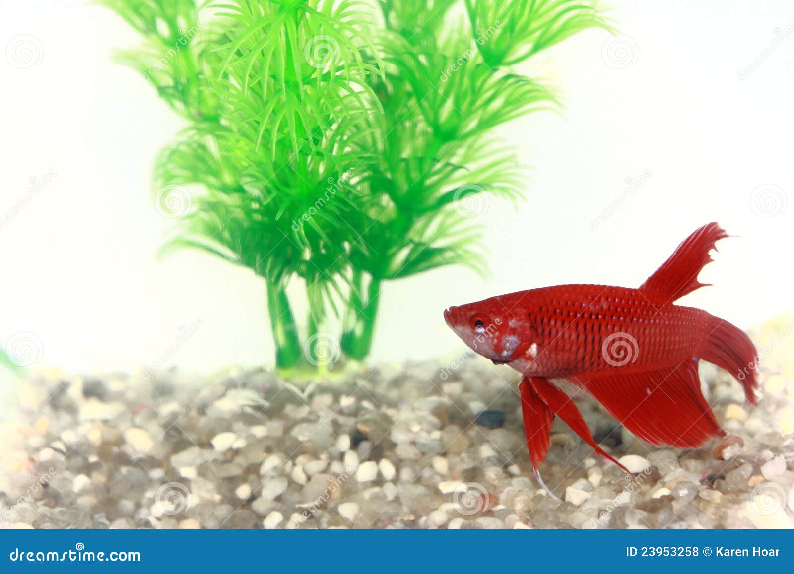 Red Beta Fish in a Small Fish Bowl Stock Photo - Image of gills ...