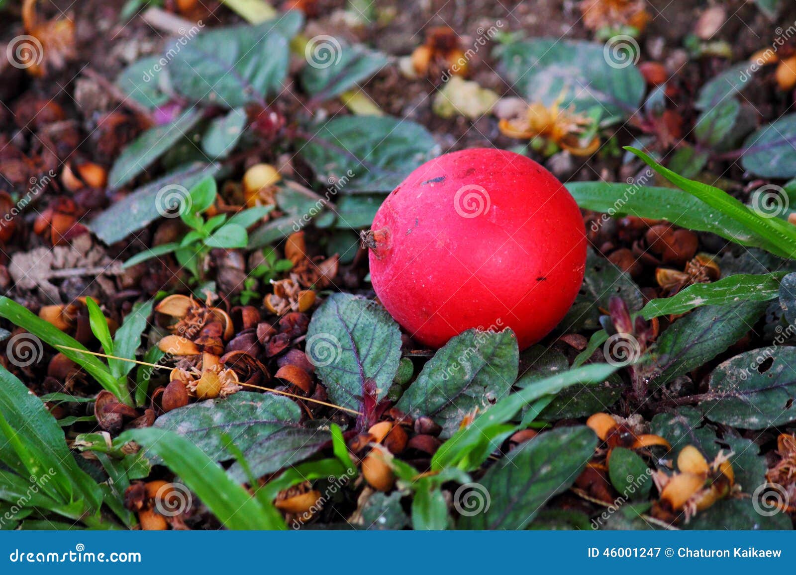 Red Betel stock image. Image of travel, front, areca - 46001247
