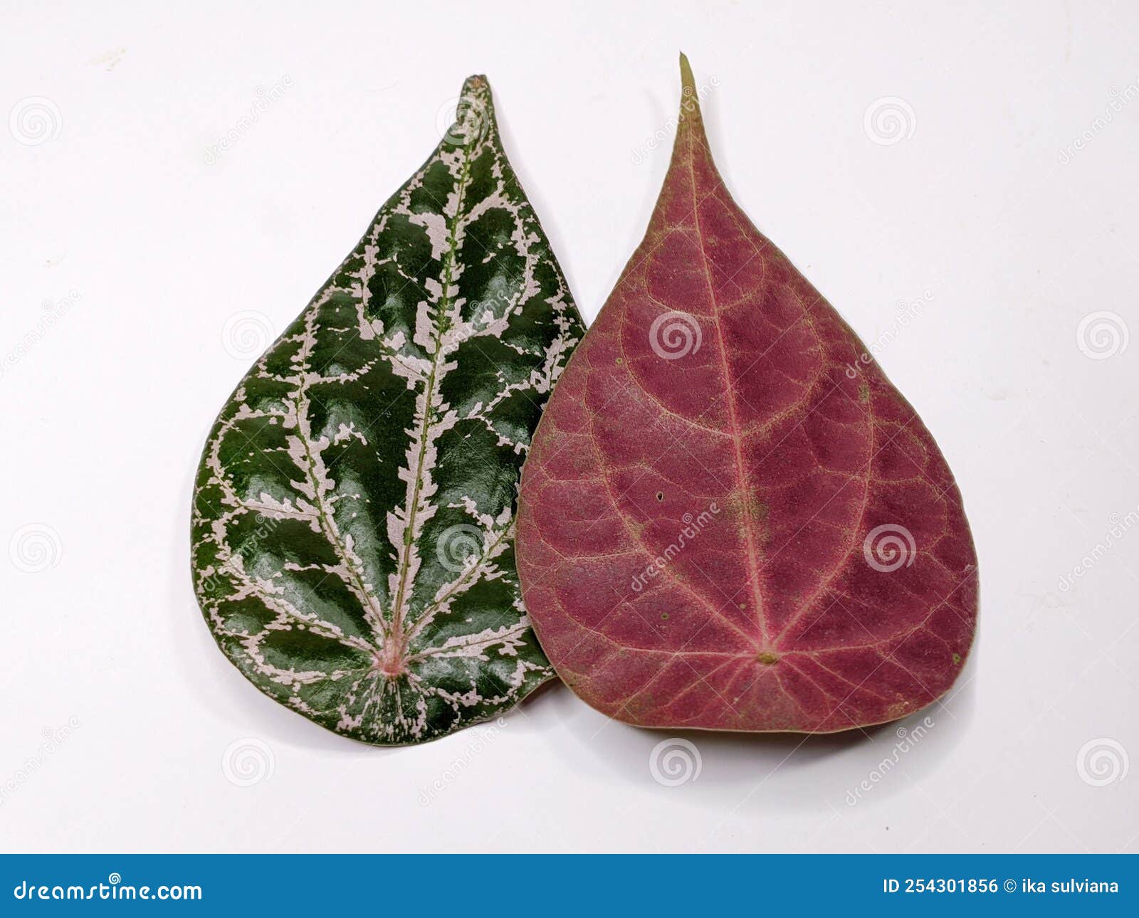 Red Betel Leaf Isolated on White Stock Photo - Image of growth, lilac ... Red Betel Leaf Isolated on White Stock Photo - Image of growth, lilac ...