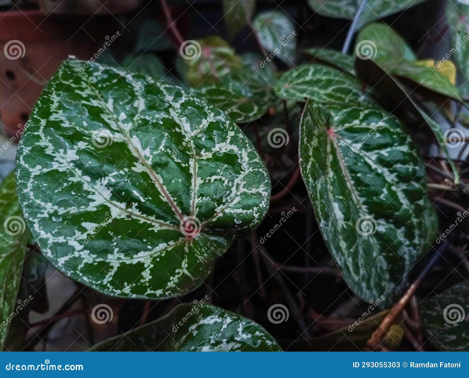 Red betel leaf plant stock image. Image of leave, bloom - 293055303 Red betel leaf plant stock image. Image of leave, bloom - 293055303
