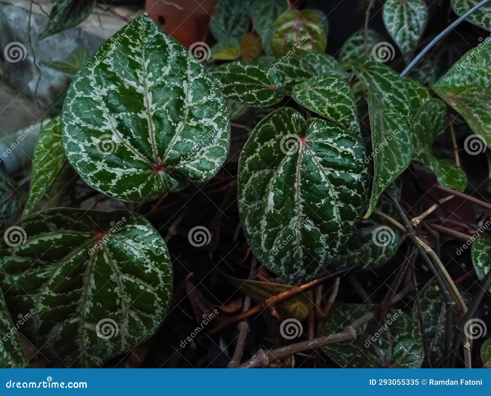 Red betel leaf plant stock image. Image of asian, doctor - 293055335 Red betel leaf plant stock image. Image of asian, doctor - 293055335