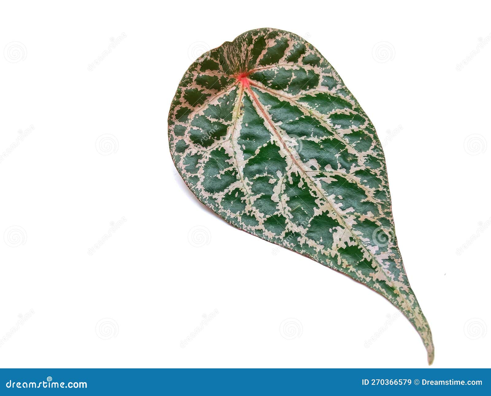 Red Betel Leaf with Scientific Name Piper Ornatum Stock Image - Image ... Red Betel Leaf with Scientific Name Piper Ornatum Stock Image - Image ...