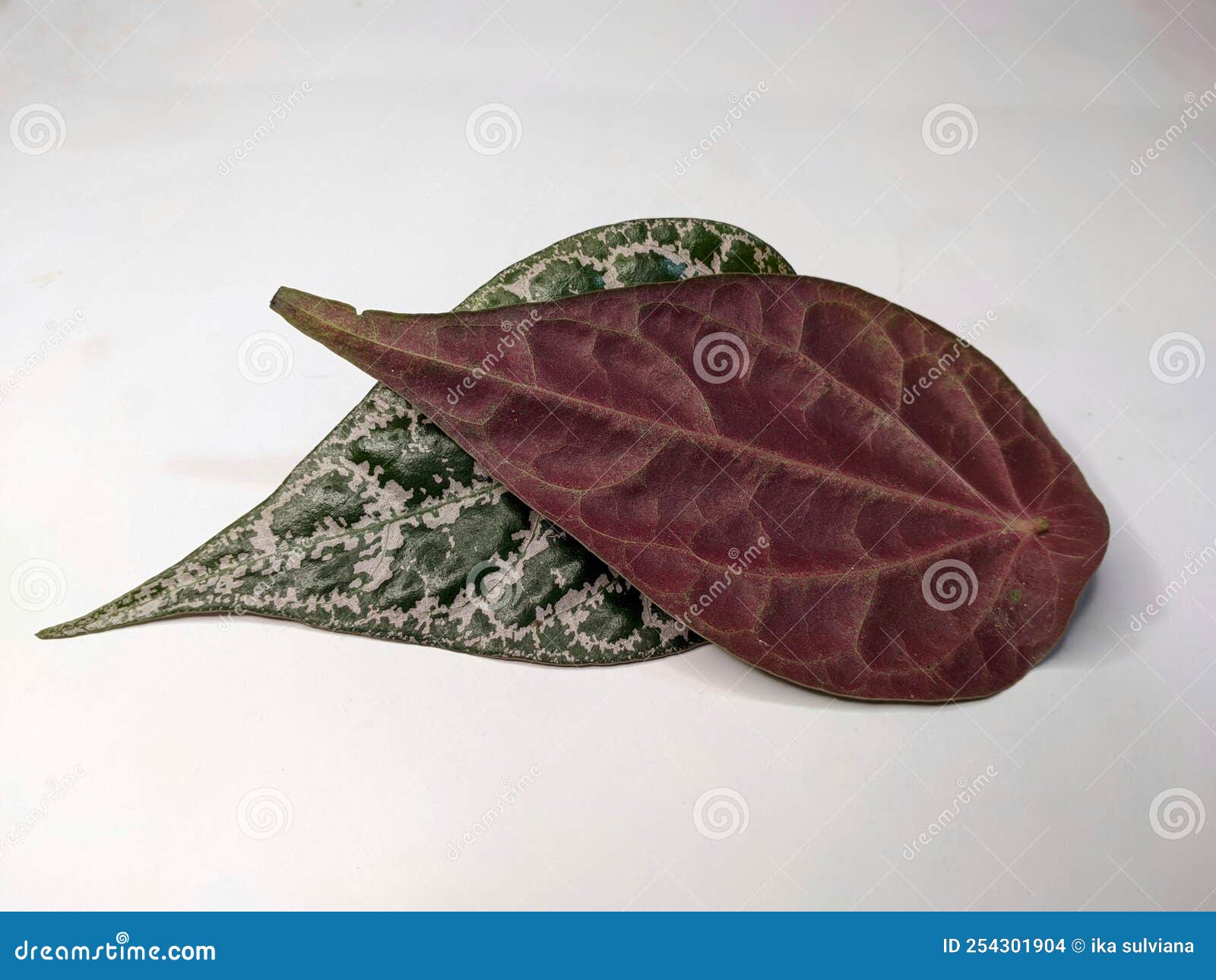 Red Betel Leaf Isolated on White Stock Photo - Image of lifestyles ... Red Betel Leaf Isolated on White Stock Photo - Image of lifestyles ...