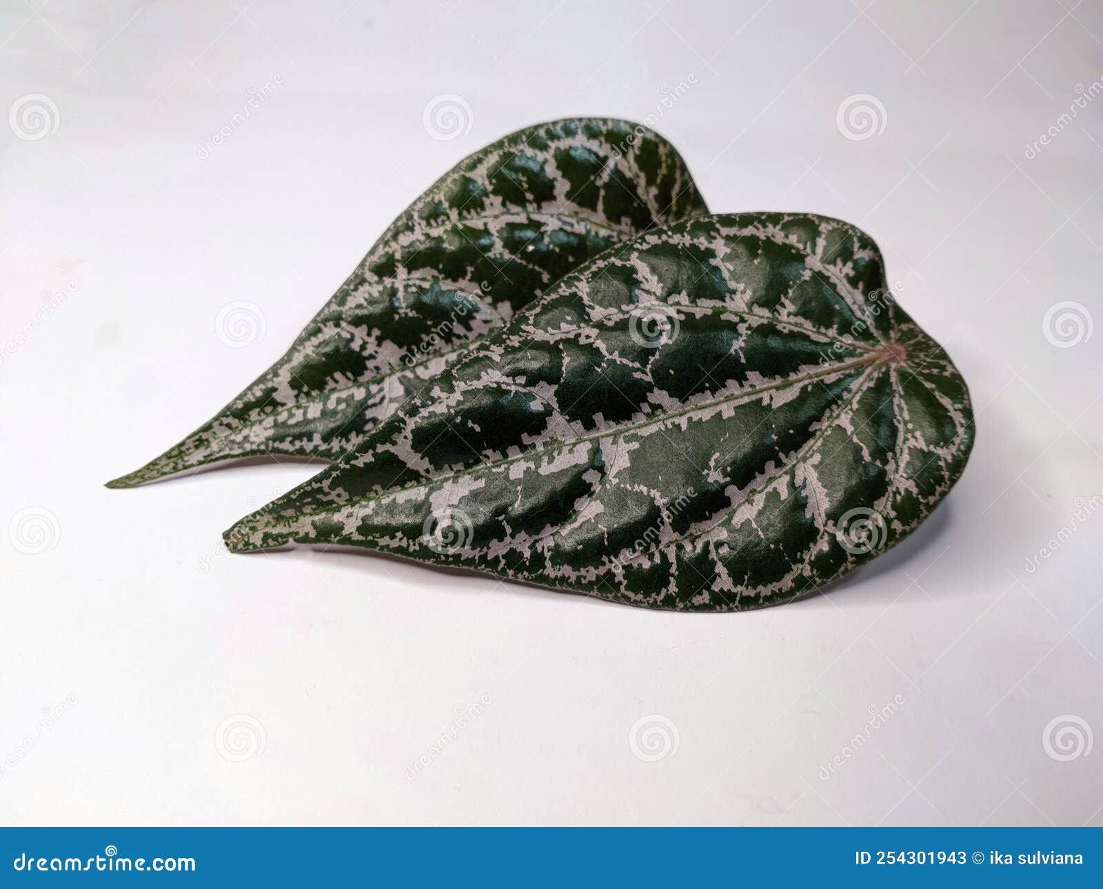 Red Betel Leaf Isolated on White Stock Image - Image of growth ... Red Betel Leaf Isolated on White Stock Image - Image of growth ...