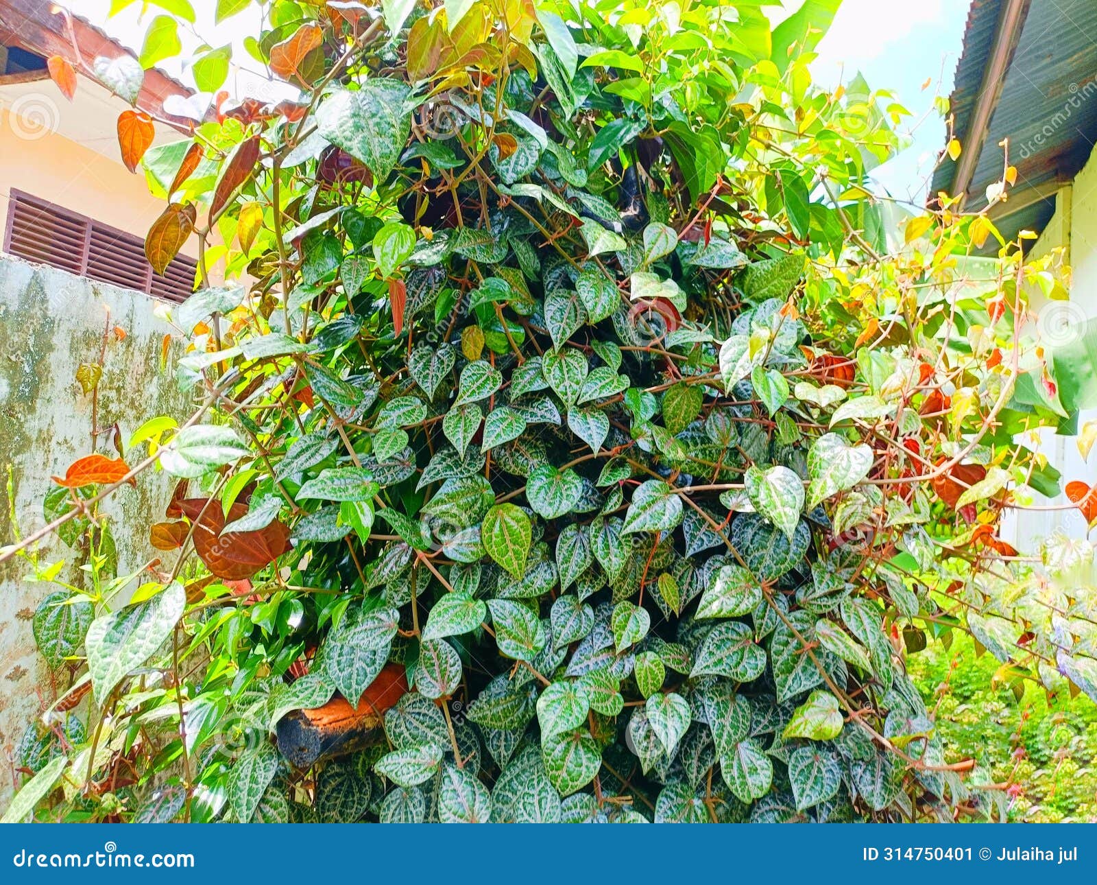 Red Betel Leaves& X28; Piper Crocatum& X29; Have Many Health Benefits ... Red Betel Leaves& X28; Piper Crocatum& X29; Have Many Health Benefits ...