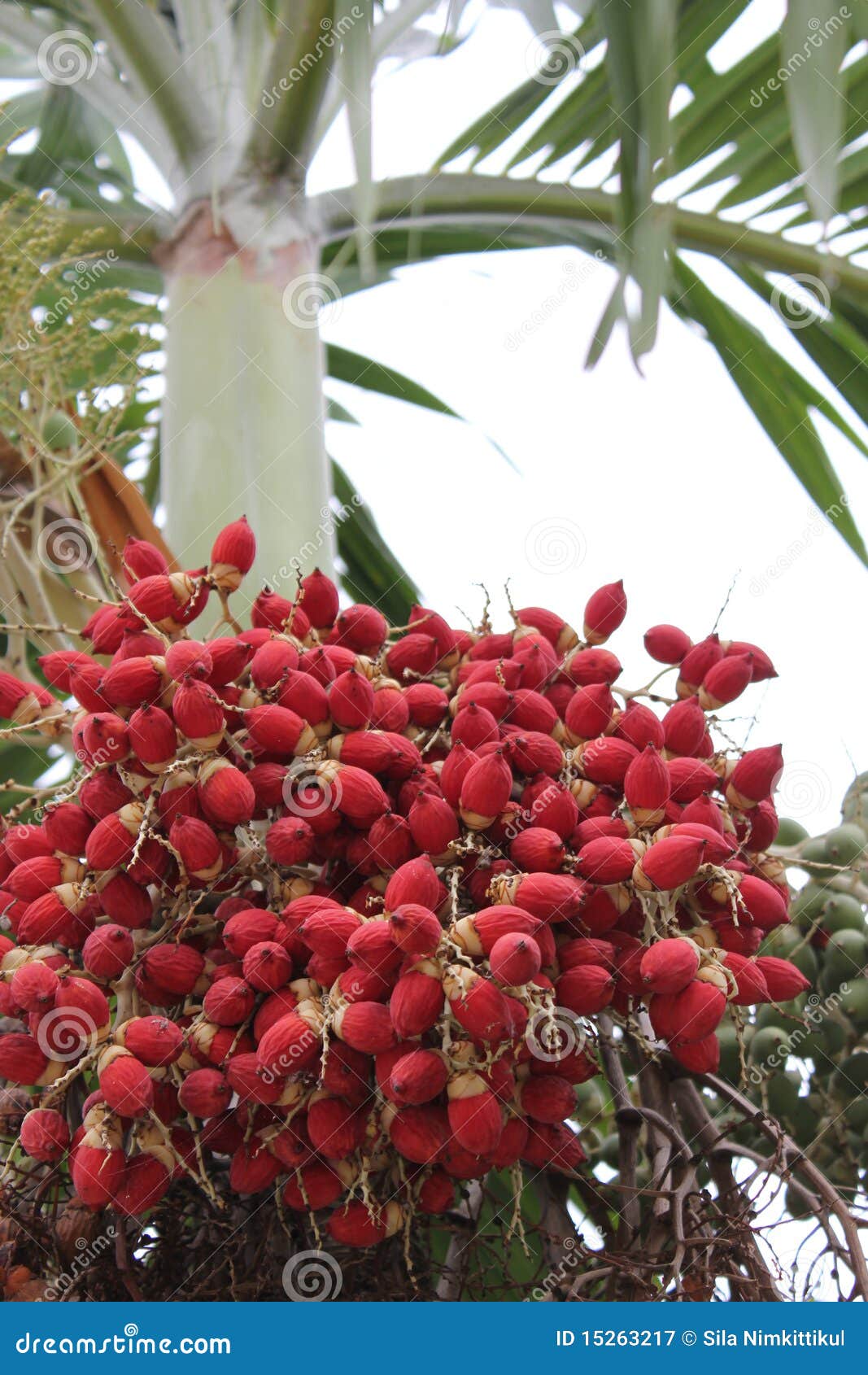 Red betel nut stock image. Image of orange, outdoor, natural - 15263217