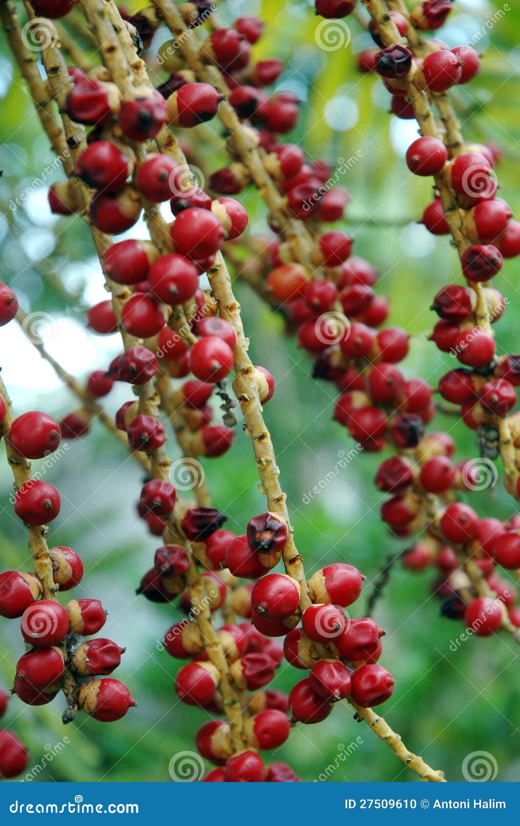 Red betel nut stock photo. Image of food, mature, close - 27509610