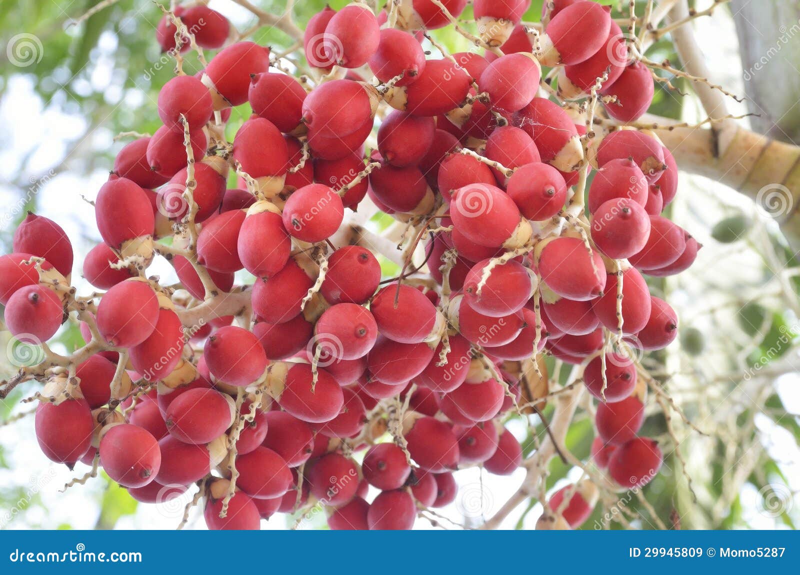 Red betel nut stock image. Image of asia, branches, green - 29945809