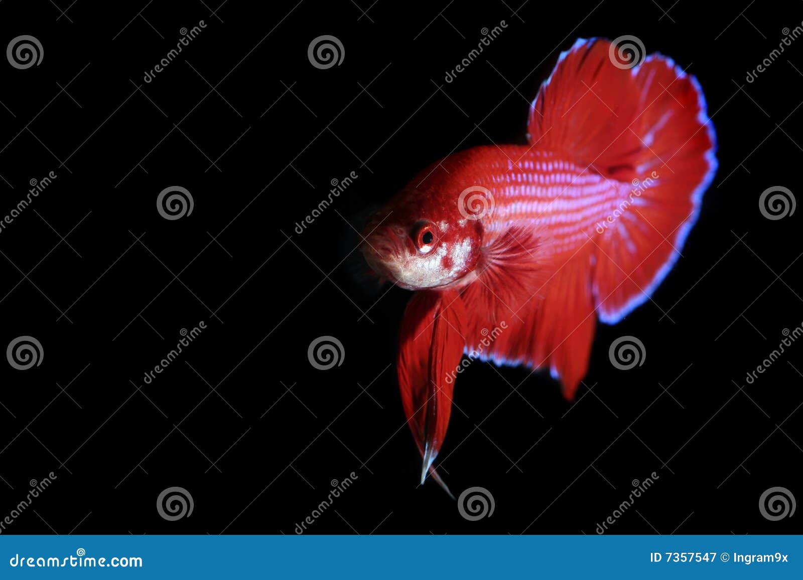 Red Betta stock image. Image of respiration, hobby, fish - 7357547